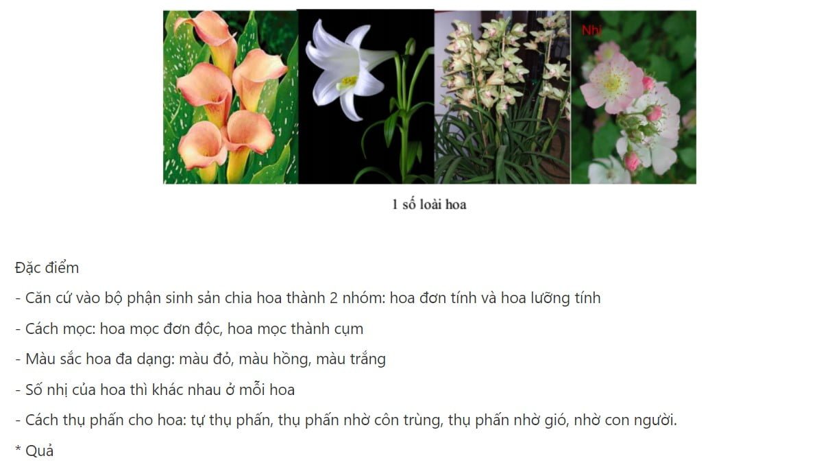 Hạt kín - Đặc điểm của thực vật hạt kín - Sinh học 6 - Giáo viên Việt Nam